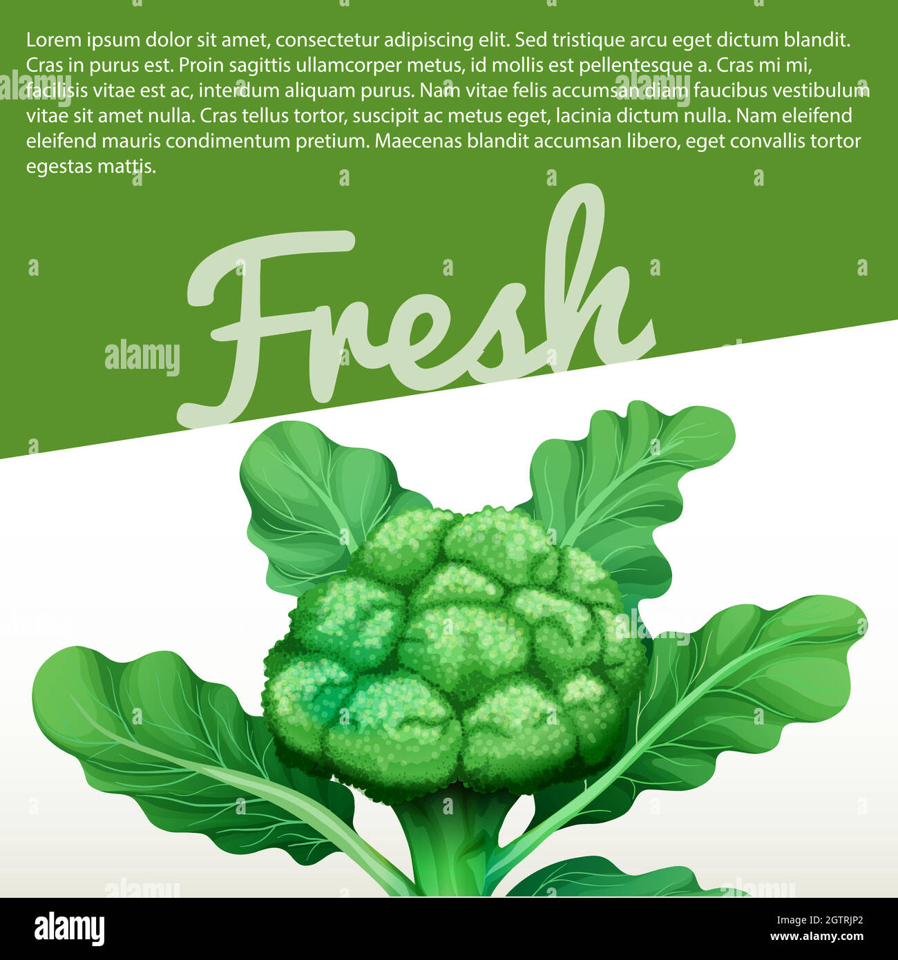 Infographic design with fresh broccoli Stock Vector Image & Art - Alamy