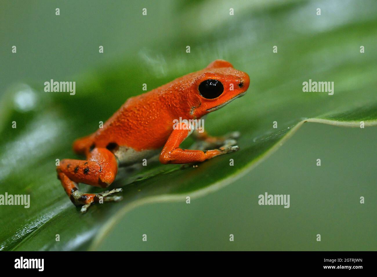 Eastern nicaragua forest hi-res stock photography and images - Alamy