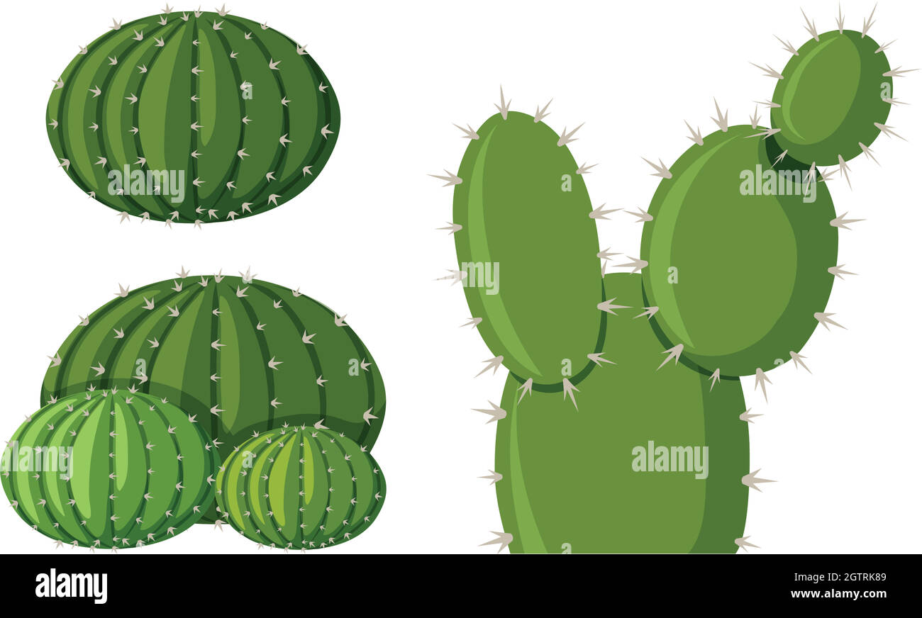 Three types of cactus plants Stock Vector Image & Art - Alamy