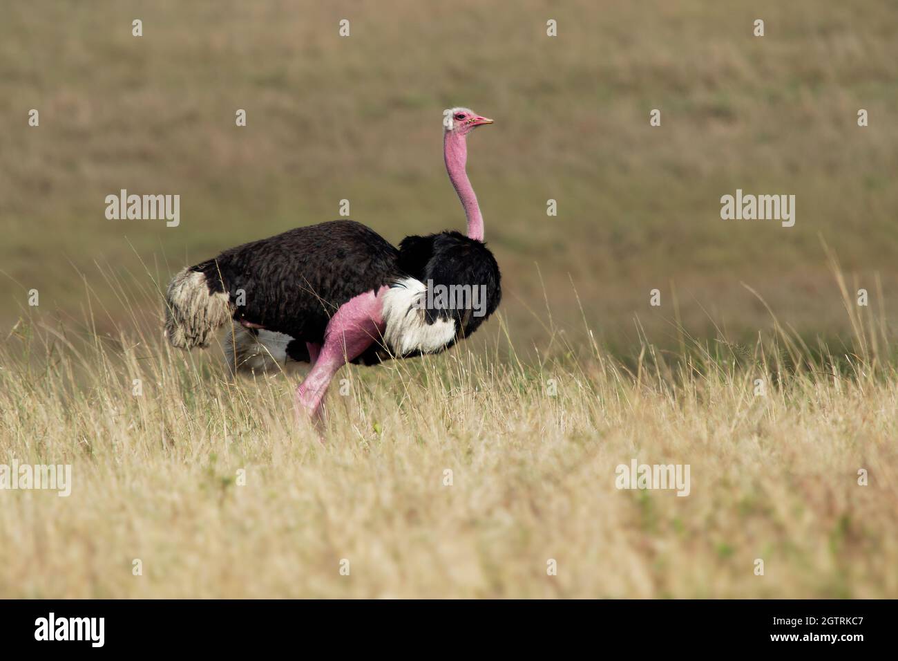 Common Ostrich - Struthio camelus is a species of flightless bird ...