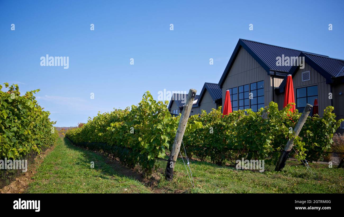 Building exterior of a winery with rows of wine grapes in the field ...