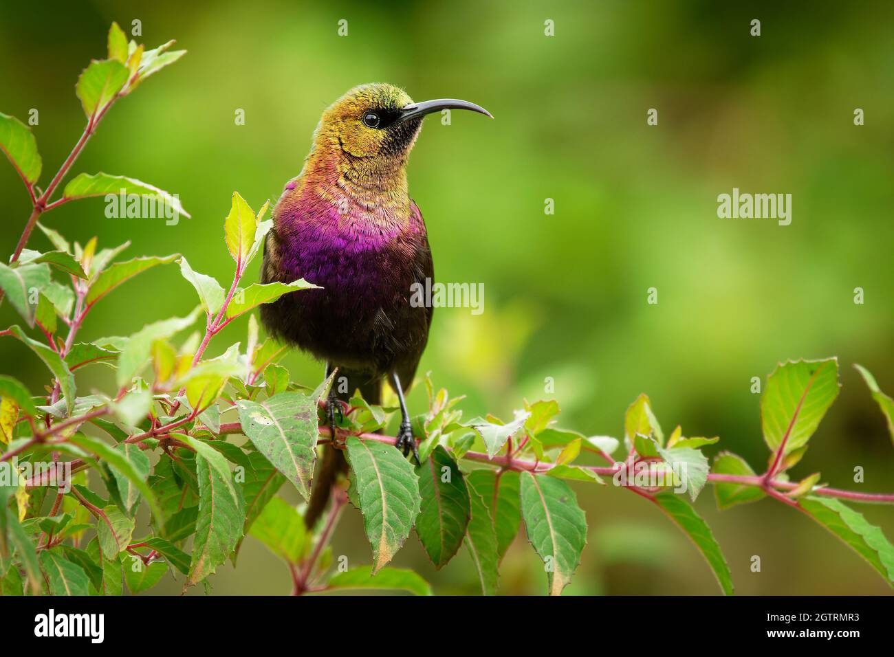 Tacazze Sunbird - Nectarinia tacazze bird in the family Nectariniidae ...