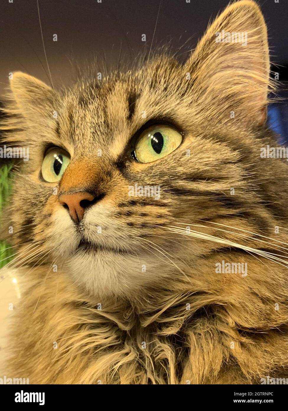 Bisou hi-res stock photography and images - Alamy