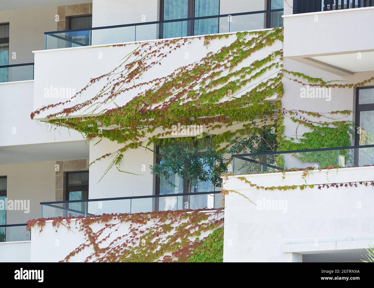 Ivy grows on the balcony of a residential building Stock Photo - Alamy