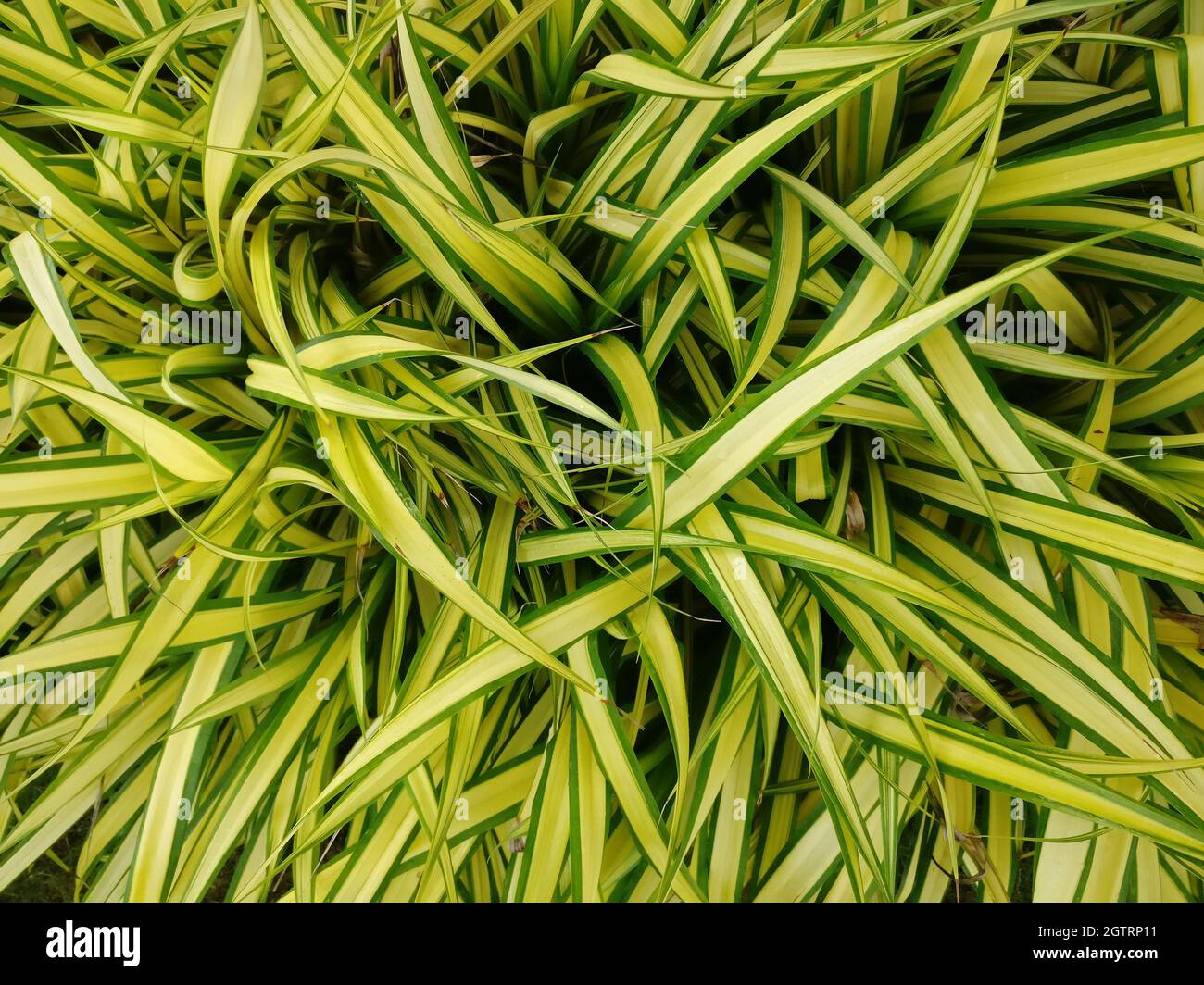 Random plant wallpaper hi-res stock photography and images - Alamy