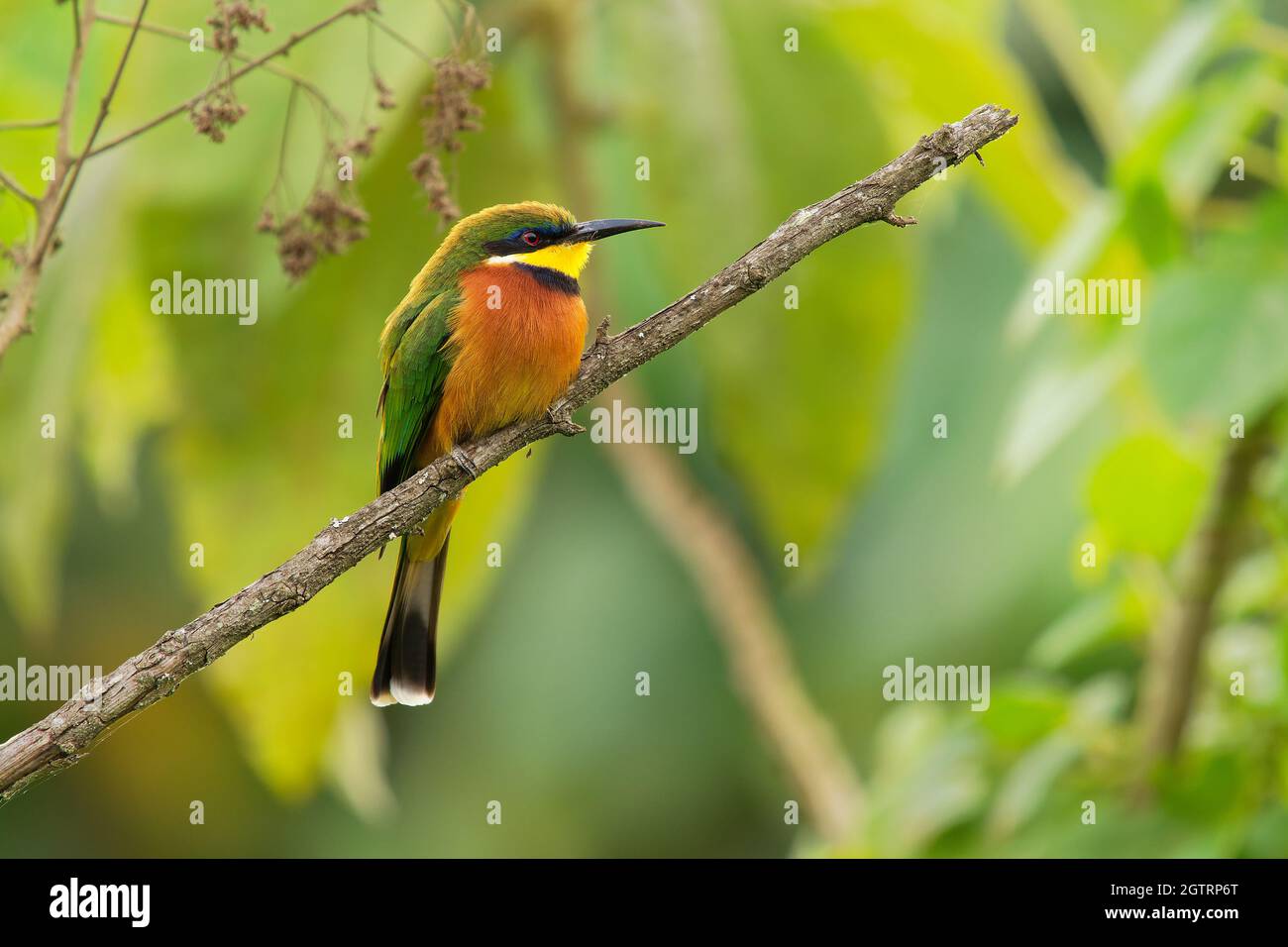 Cinnamon-chested Bee-eater - Merops oreobates green and rufous bird in ...