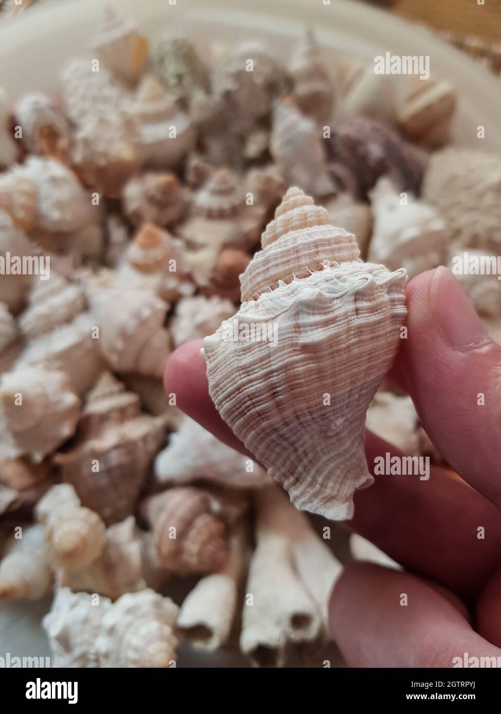 Close up hand holding conch shell hi-res stock photography and images ...
