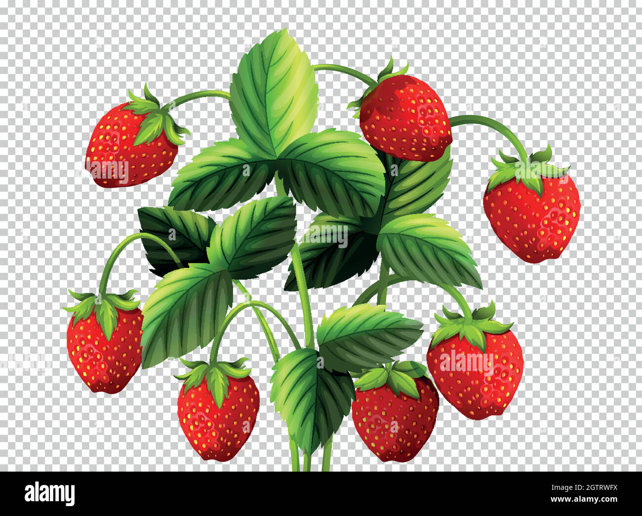 Fresh strawberry bush on transparent background Stock Vector Image ...