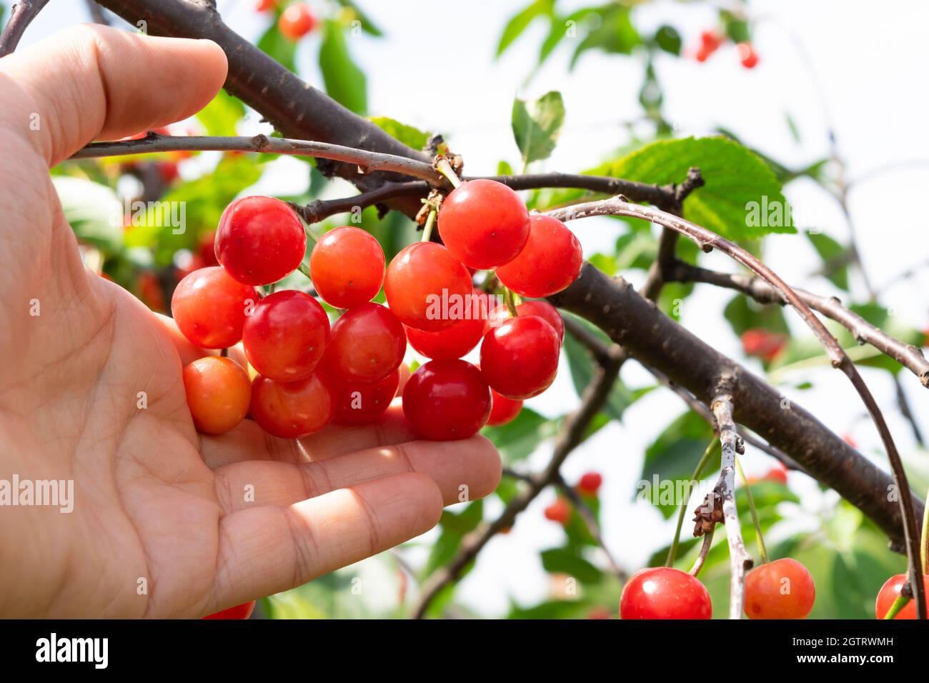 Exciting Do Cherries Ripen After Picking Pictures