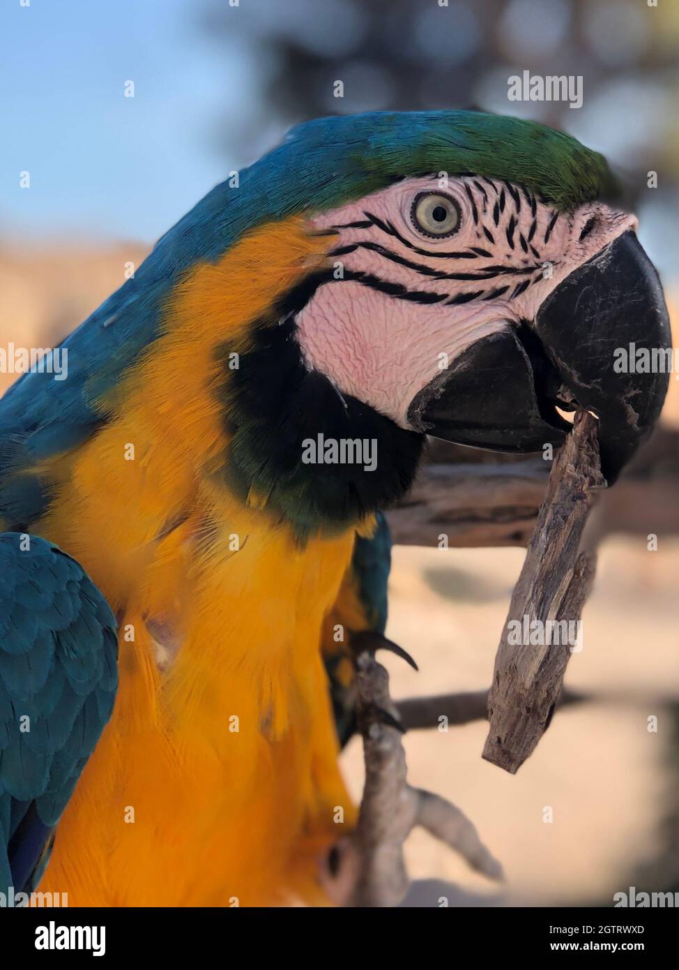 Majorca wildlife hi-res stock photography and images - Alamy