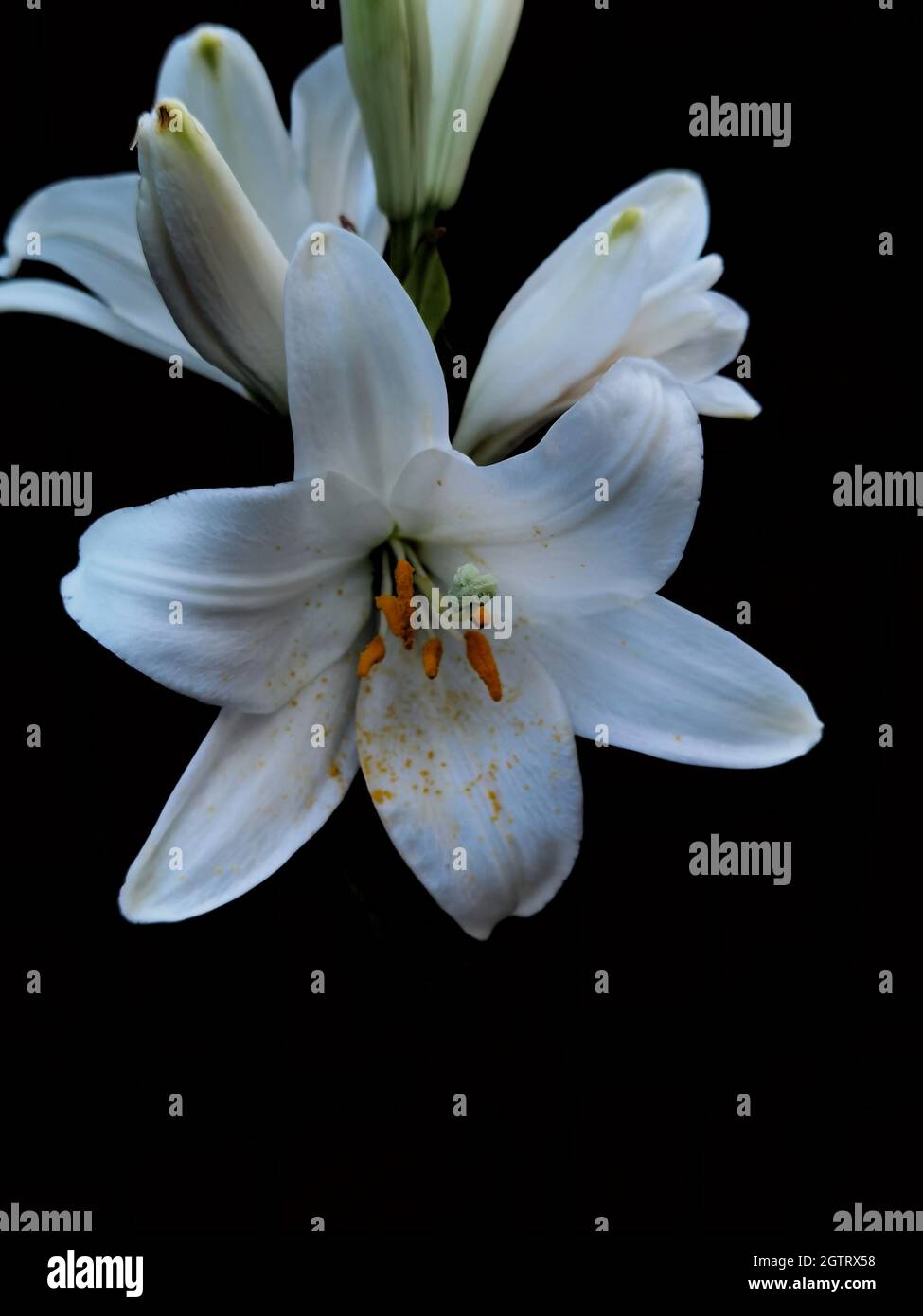 Closeup of a white lily flower on a black background Stock Photo - Alamy