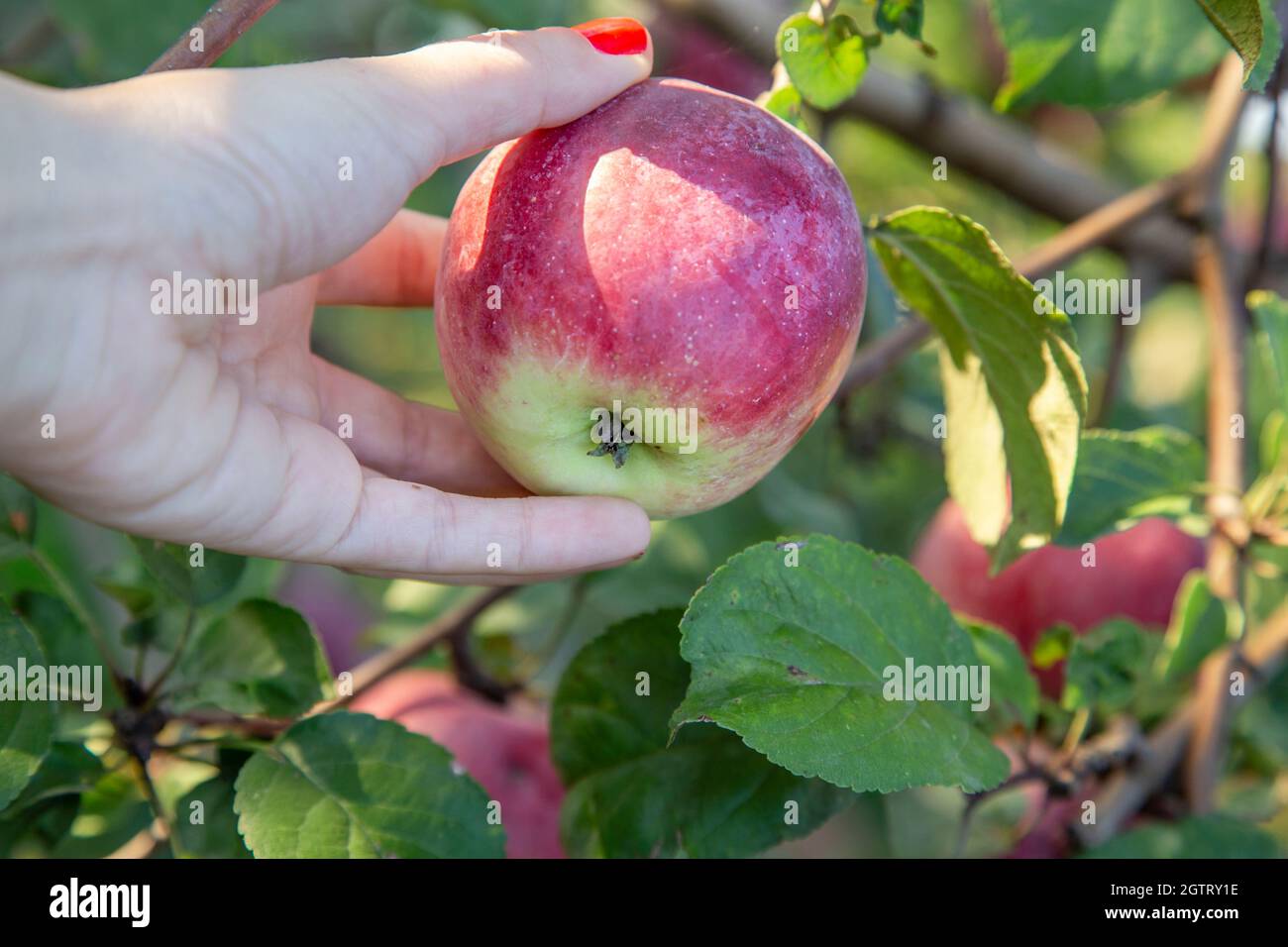 Female picking apple from tree hi-res stock photography and images - Alamy