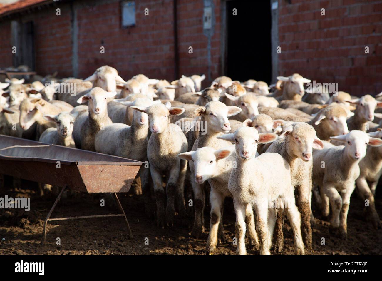 Farmhouse exterior sheep hi-res stock photography and images - Alamy