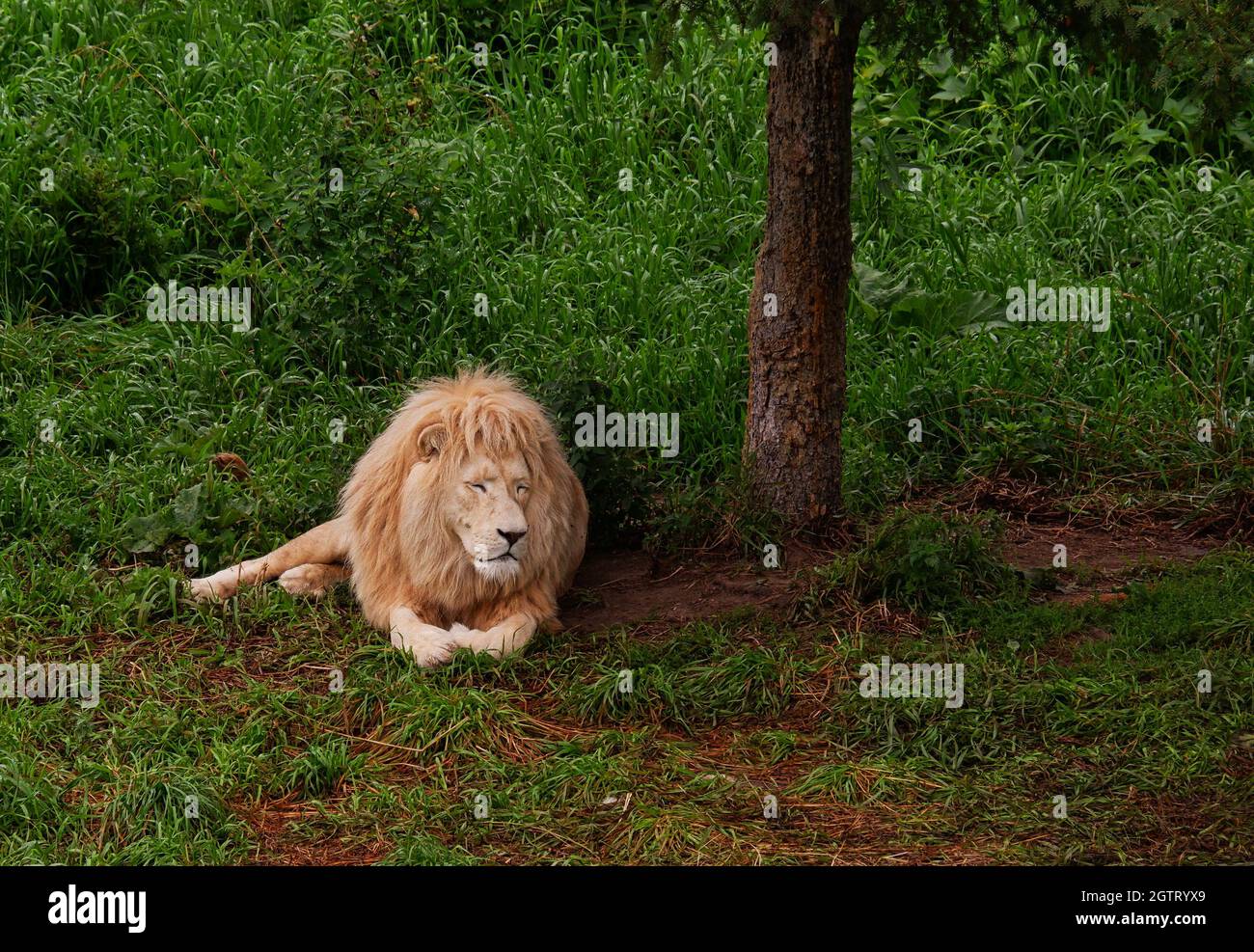 A Calm Lion Lying Under A Tree Stock Photo - Alamy
