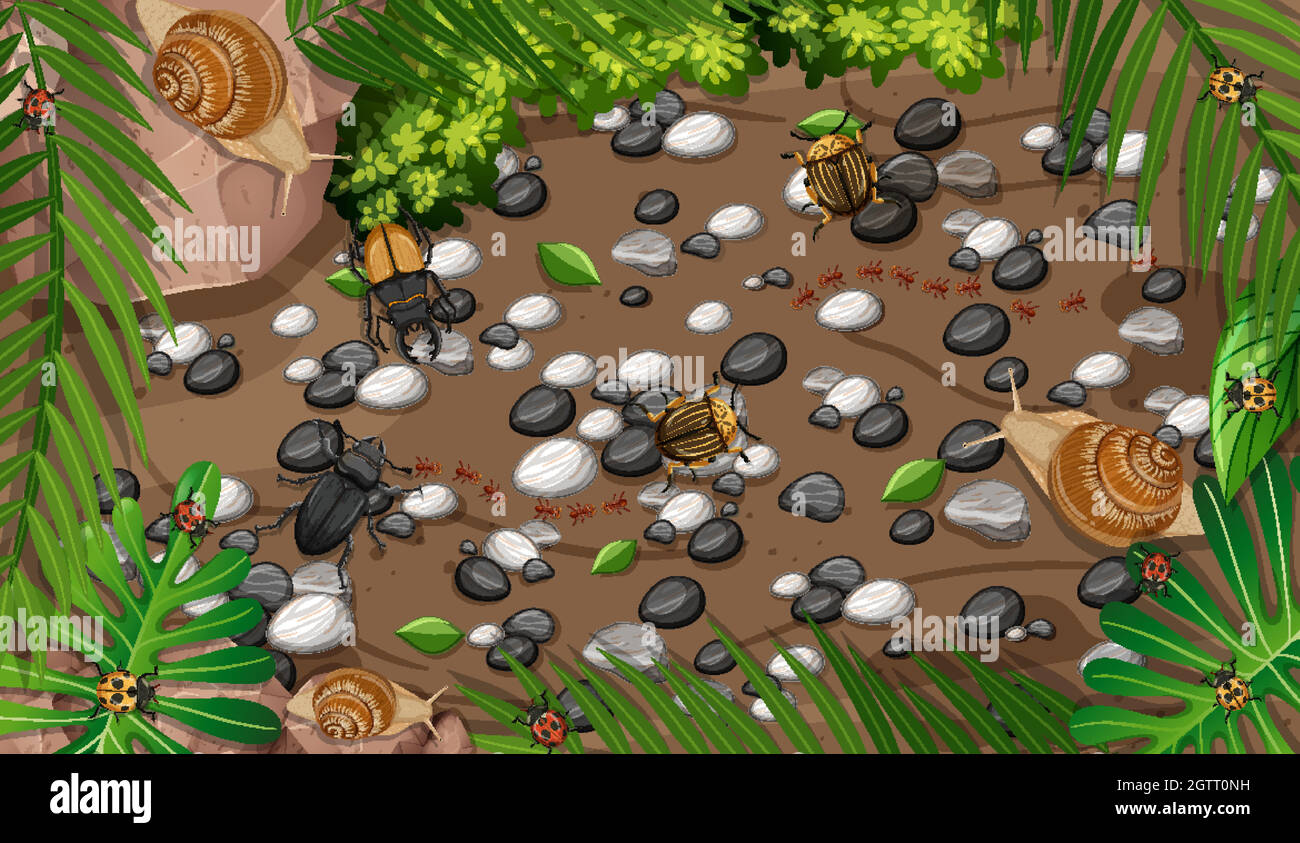 Top view of different types of insect in the garden Stock Vector Image ...