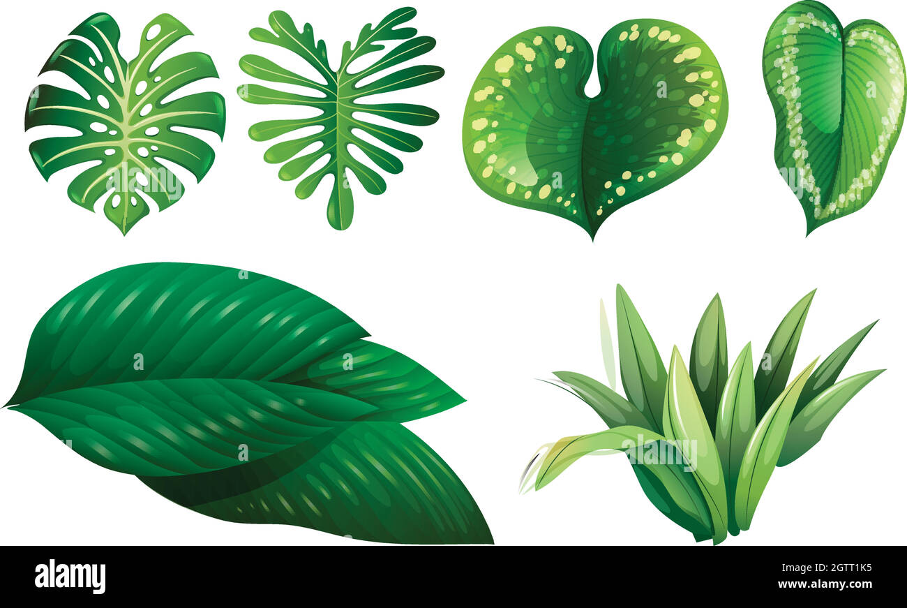 Different types of green leaves Stock Vector Image & Art - Alamy