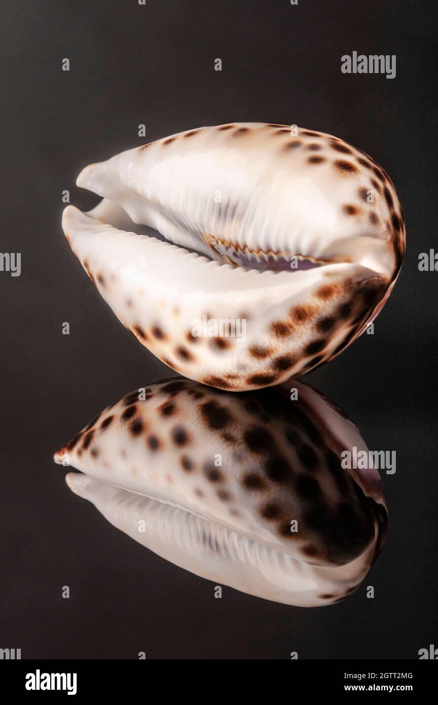 an empty mollusk shell on black background with reflection Stock Photo ...