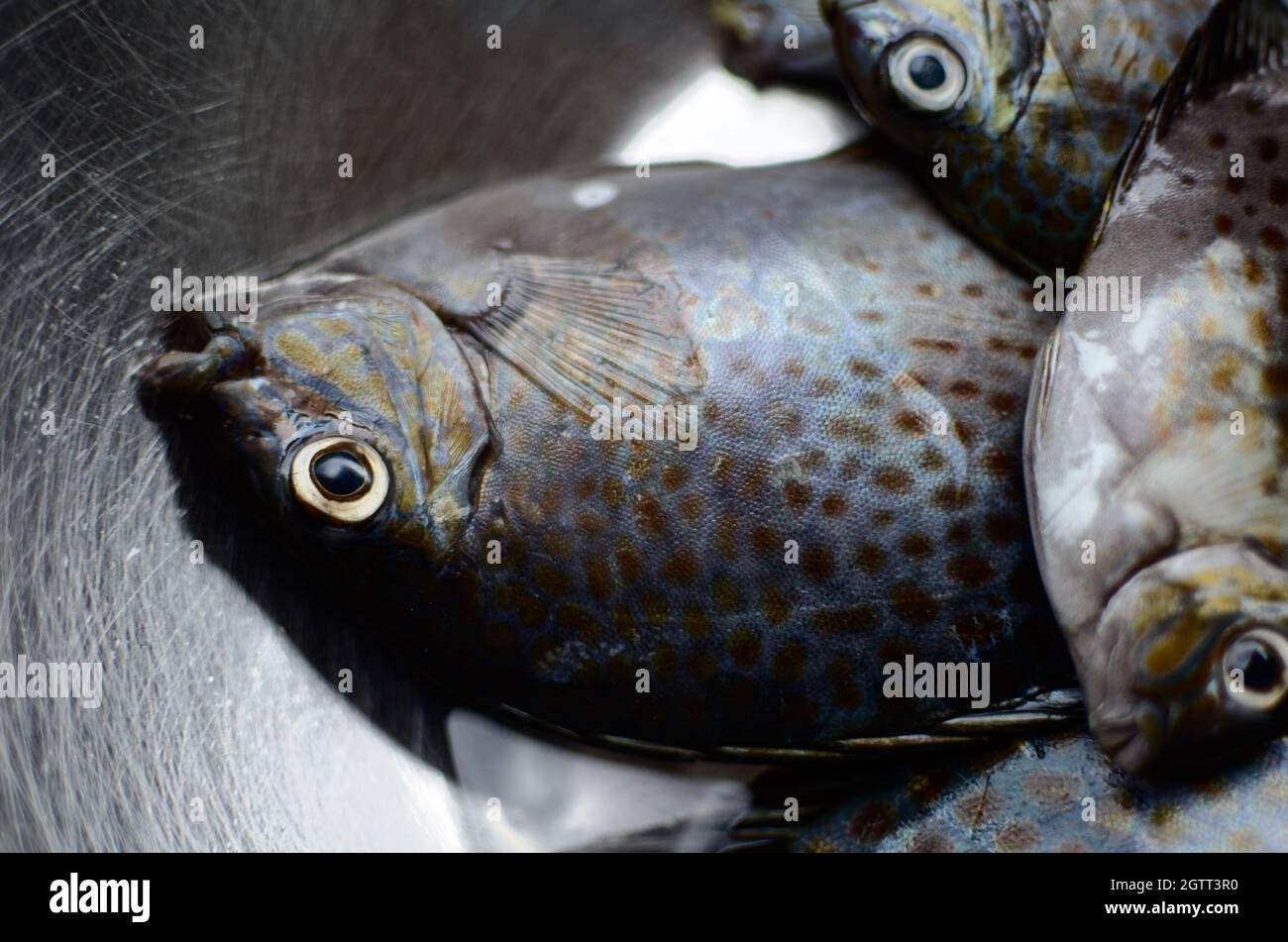 Philippine market fish hi-res stock photography and images - Alamy