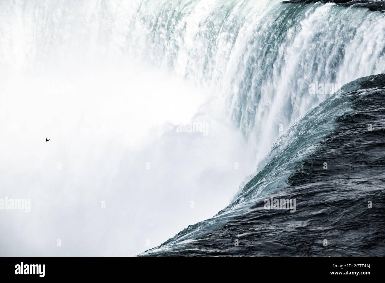 Zoomed in bird hi-res stock photography and images - Alamy