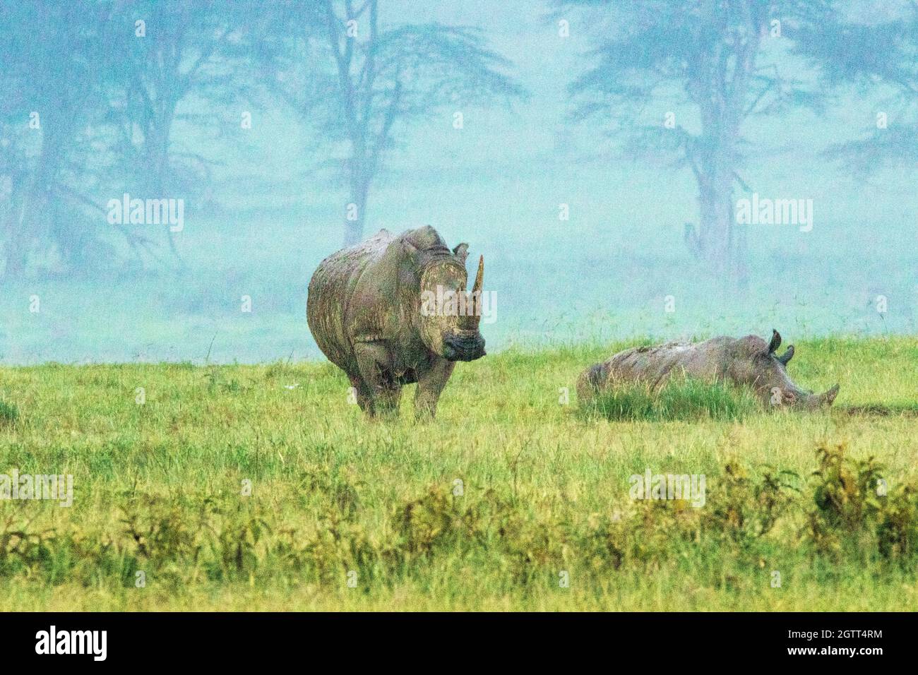Rhinoceros in rain hi-res stock photography and images - Alamy