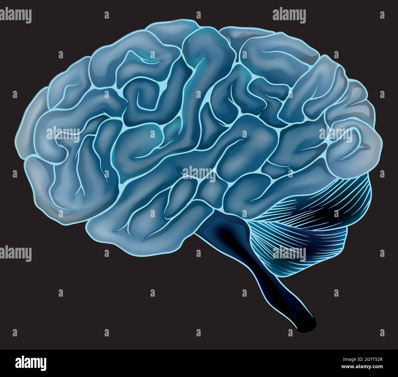 The human brain Stock Vector Image & Art - Alamy
