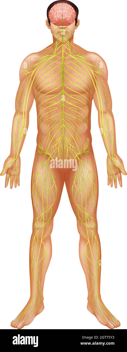 Human nervous system Stock Vector Image & Art - Alamy
