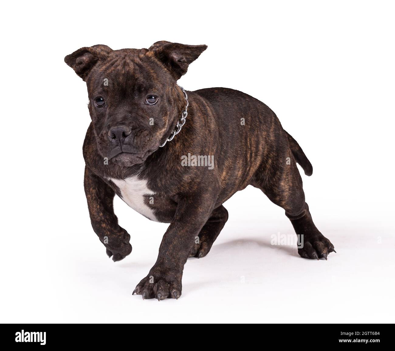 Portrait of american bully dog in a studio on white background Stock ...