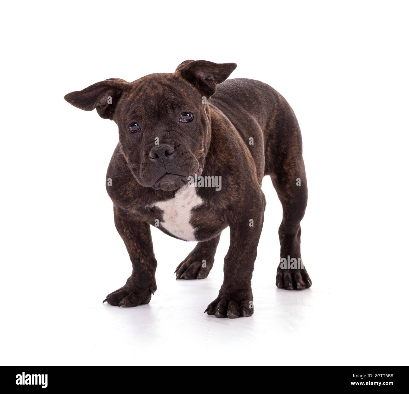 Portrait of american bully dog in a studio on white background Stock ...