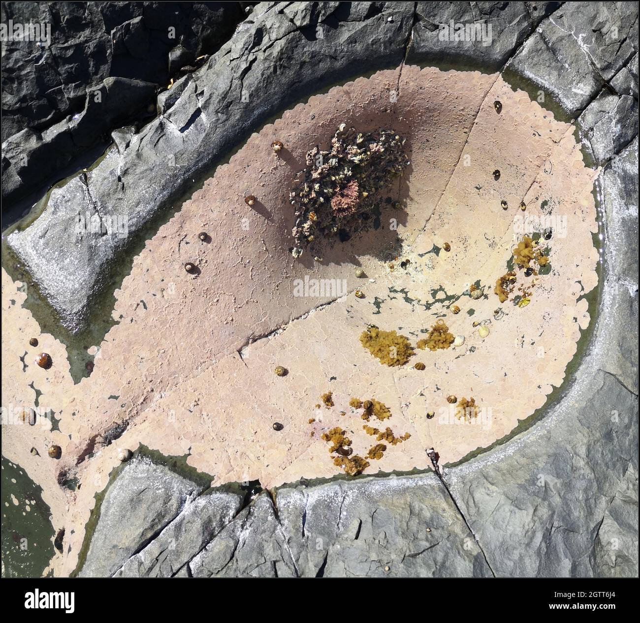 Sand biotop hi-res stock photography and images - Alamy