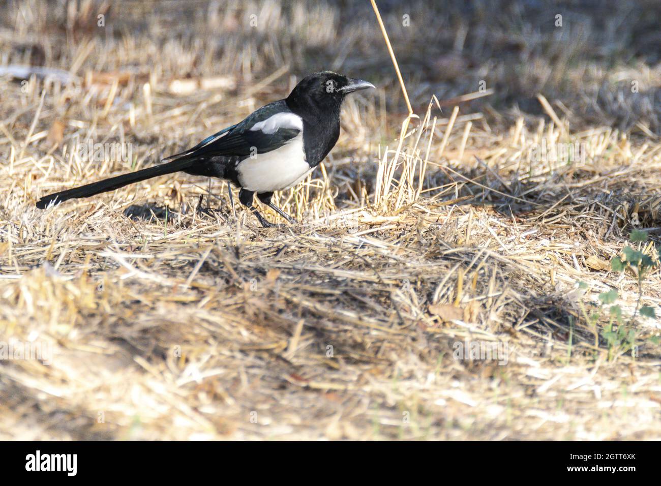 Closeup shot of black and white Magpie perching on the dry meadow on a ...