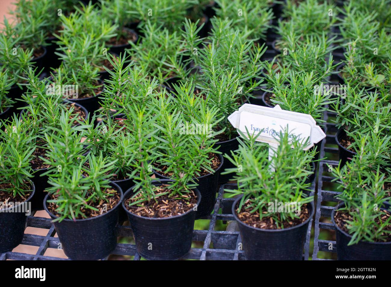 Mai Cha High Resolution Stock Photography and Images - Alamy