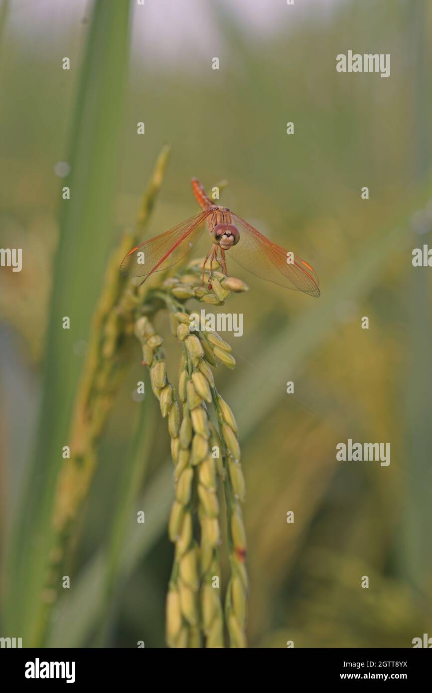 Rice Plant Pest High Resolution Stock Photography and Images - Alamy