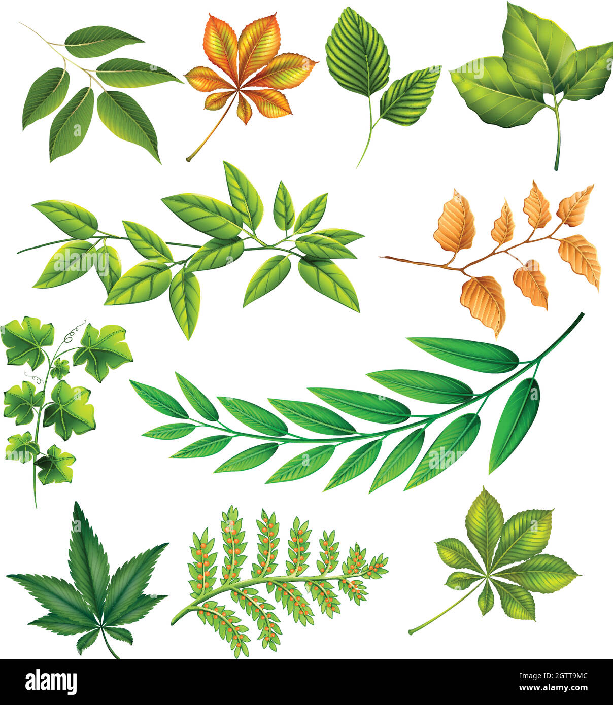 Lower epidermis Stock Vector Images - Alamy