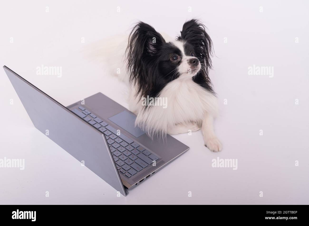 Smart dog papillon breed works at a laptop on a white background ...