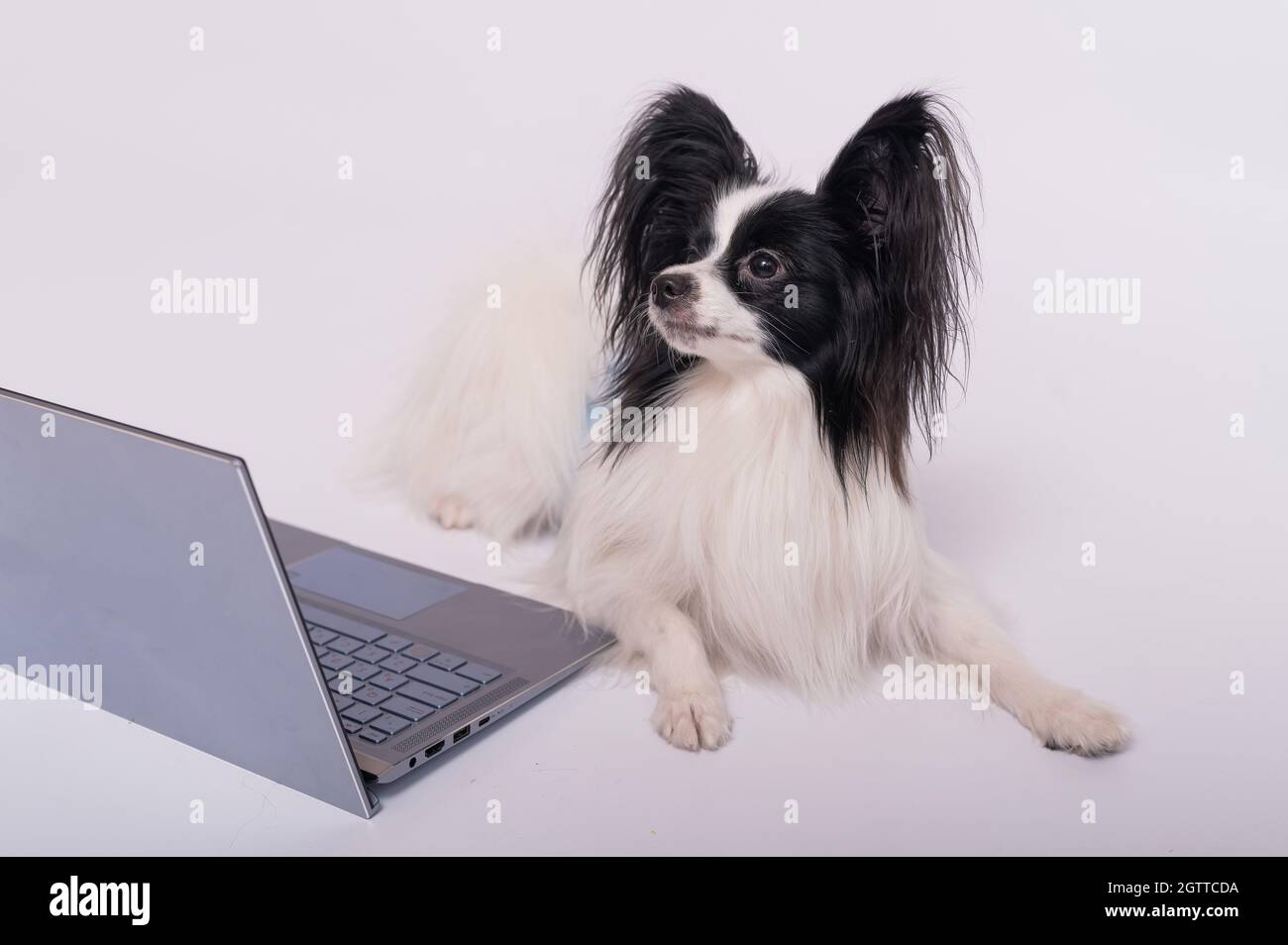 Smart dog papillon breed works at a laptop on a white background ...