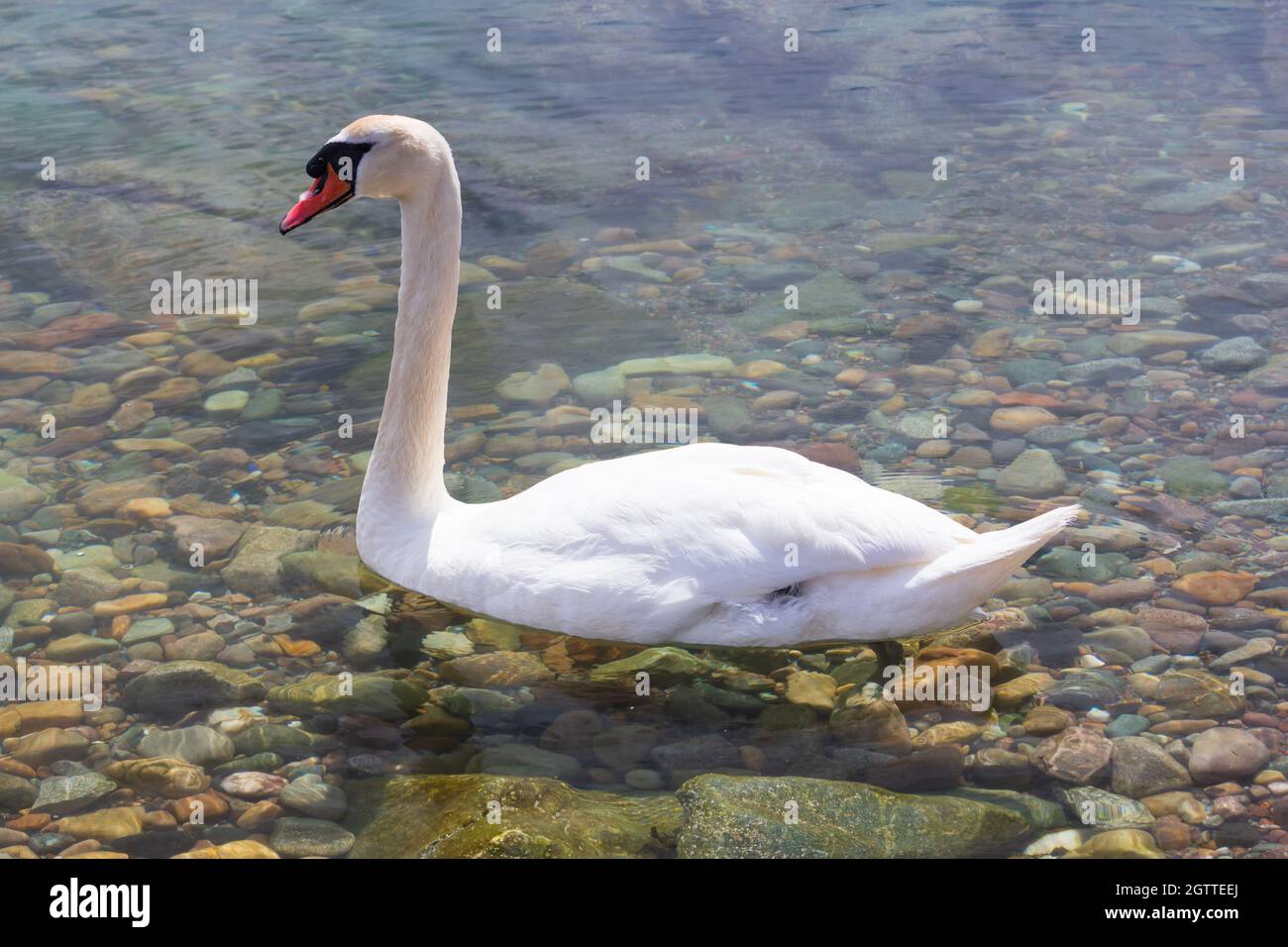 White Swan in a Scottish Loch Stock Photo - Alamy