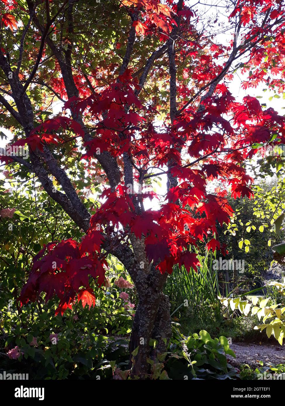 deciduous tree already red by the arrival of autumn Stock Photo - Alamy