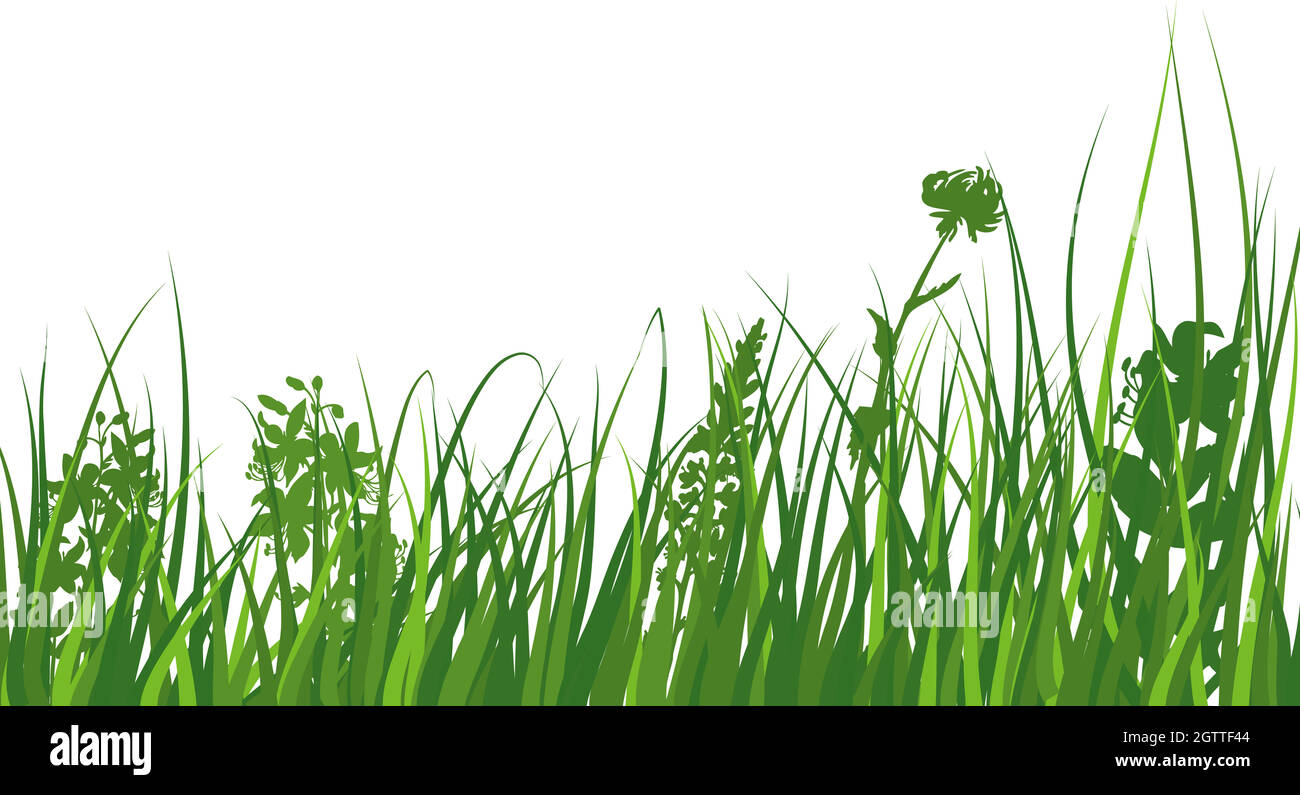 Green Grass Meadow Stock Vector Image & Art - Alamy