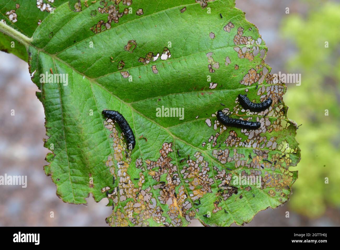 Alder leaf-beetle "Agelastica alni", larvae create a fine lacework ...