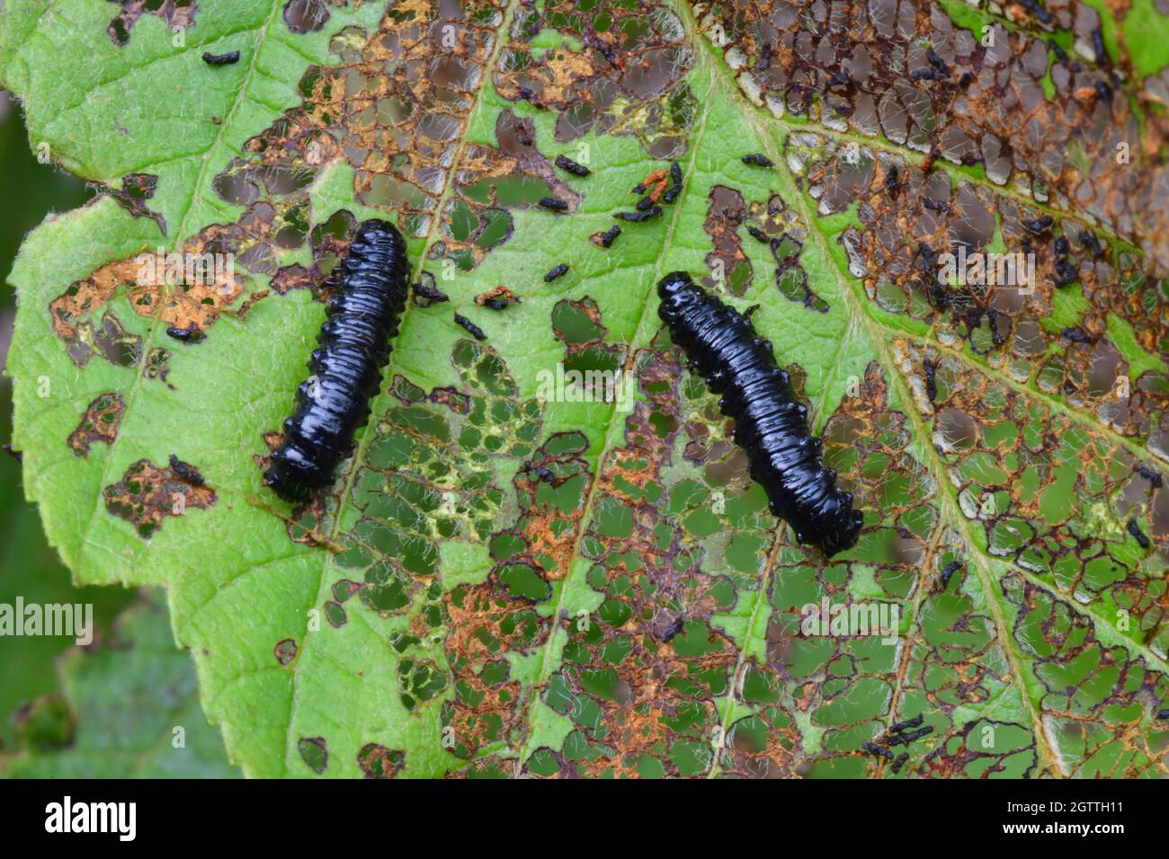 Alder leaf-beetle "Agelastica alni", larvae create a fine lacework ...