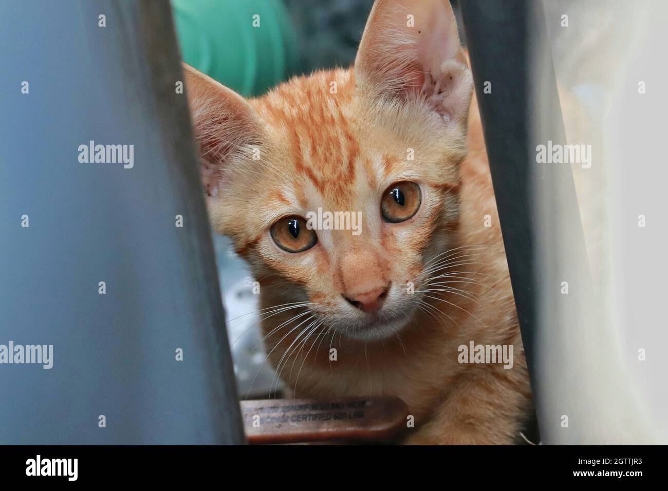 Close-up Portrait Of A Kitten Stock Photo - Alamy