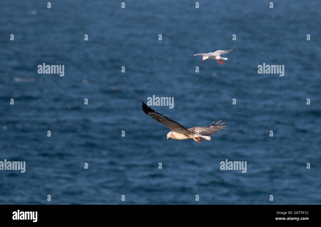 Bandit bird hi-res stock photography and images - Alamy