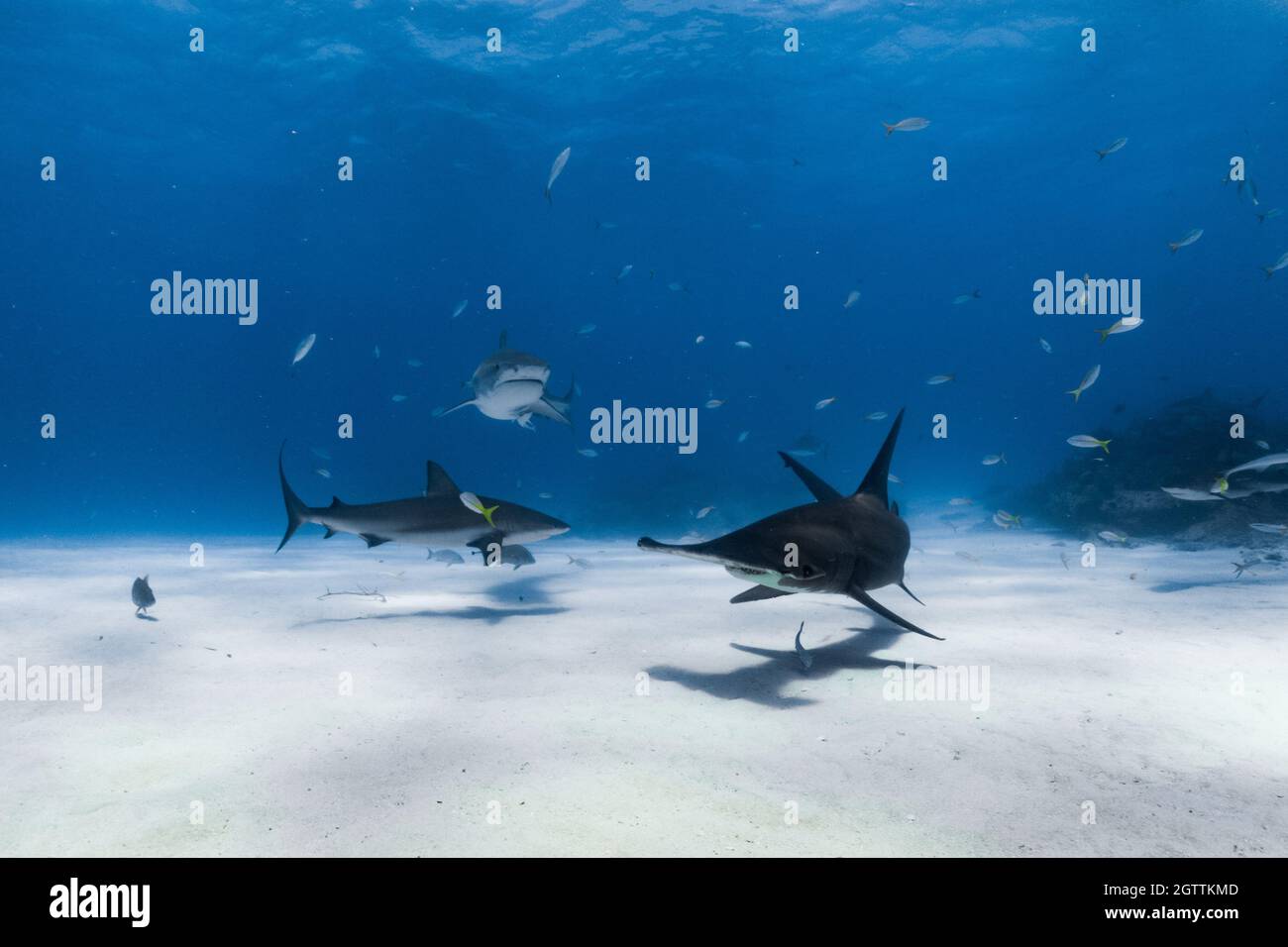 Species of shark hi-res stock photography and images - Alamy