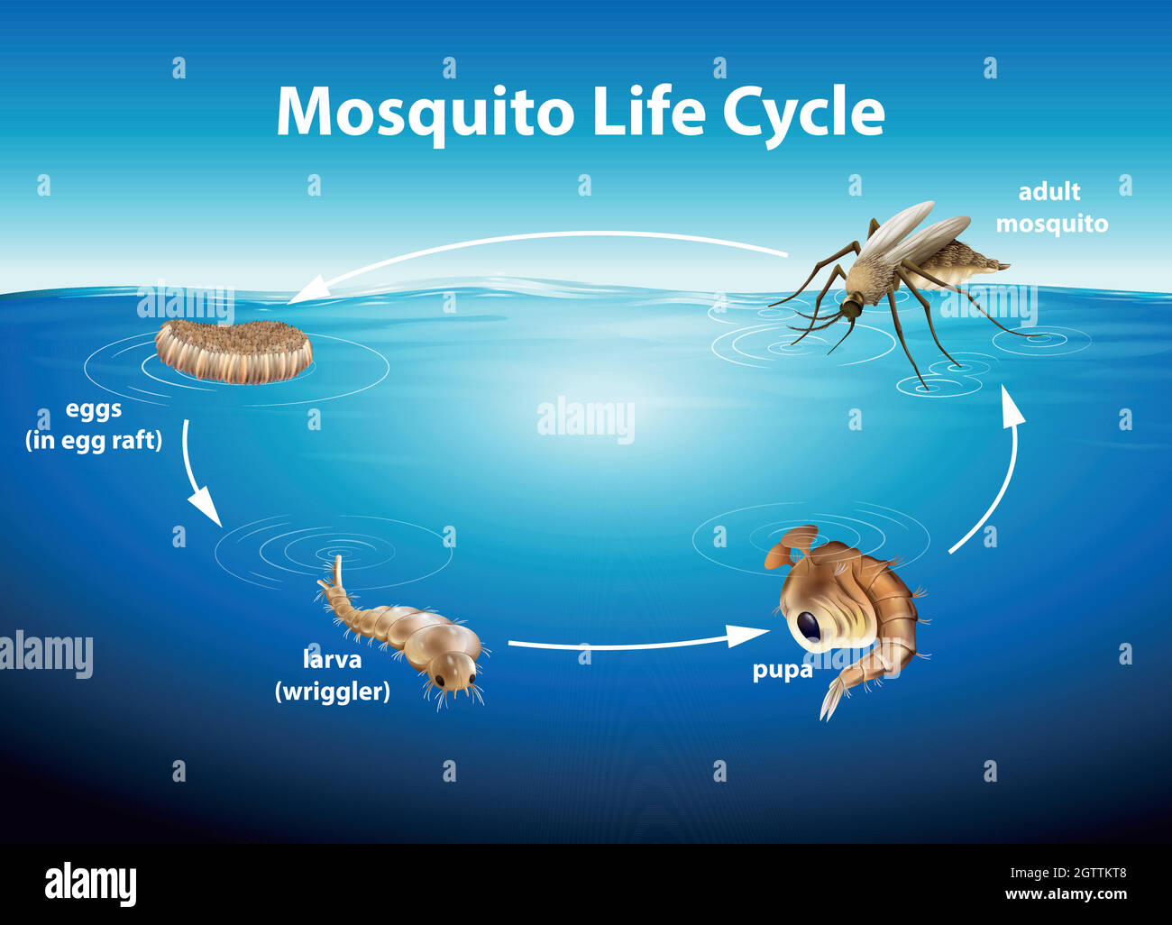 Life Cycle of a Mosquito Stock Vector Image & Art - Alamy