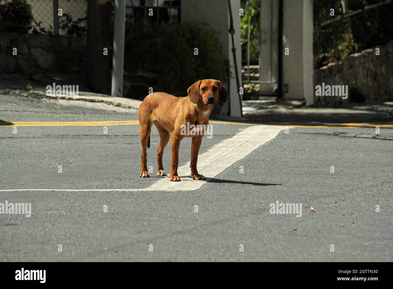Cyprus dog street hi-res stock photography and images - Alamy