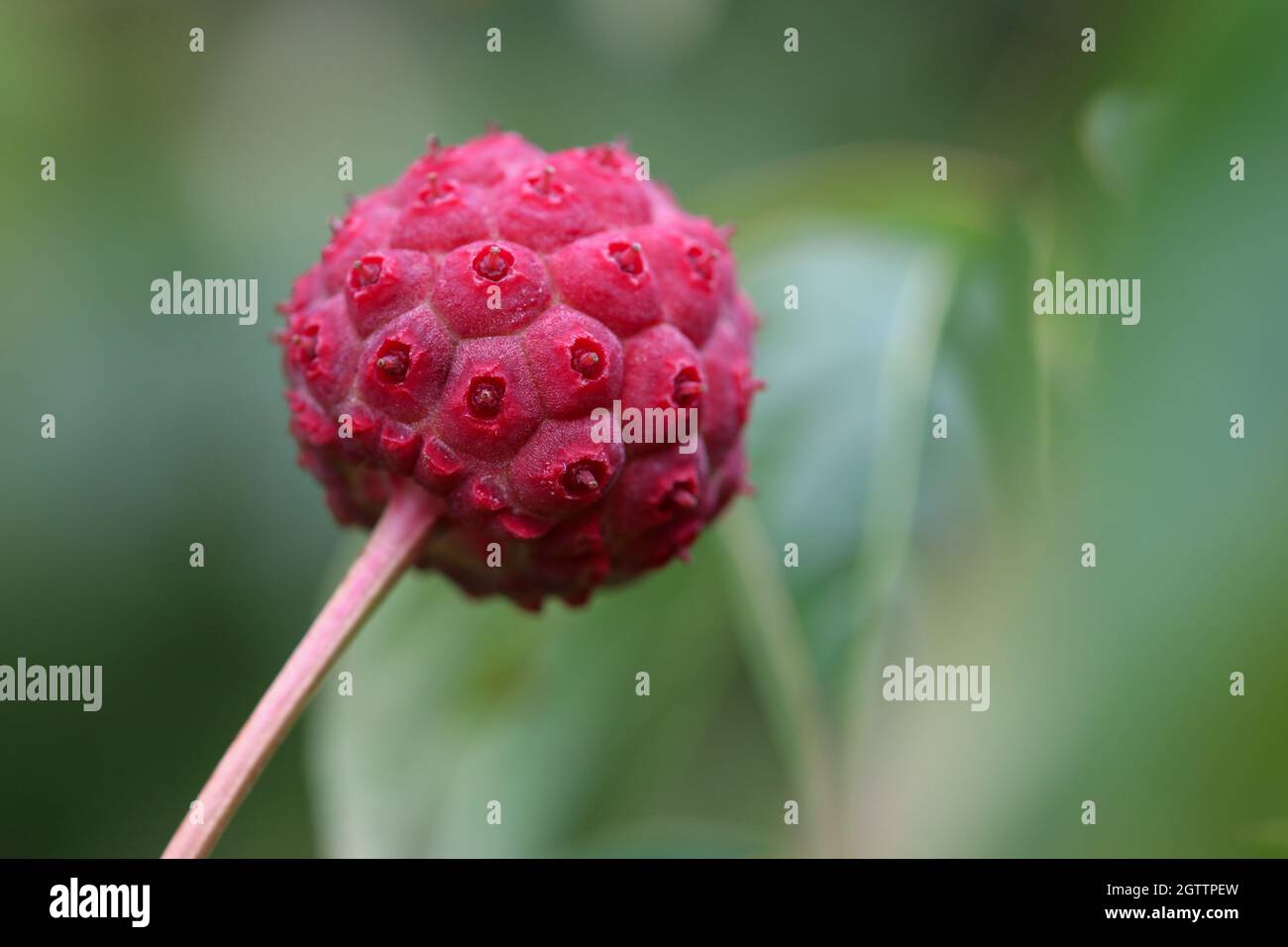 Cormus hi-res stock photography and images - Alamy