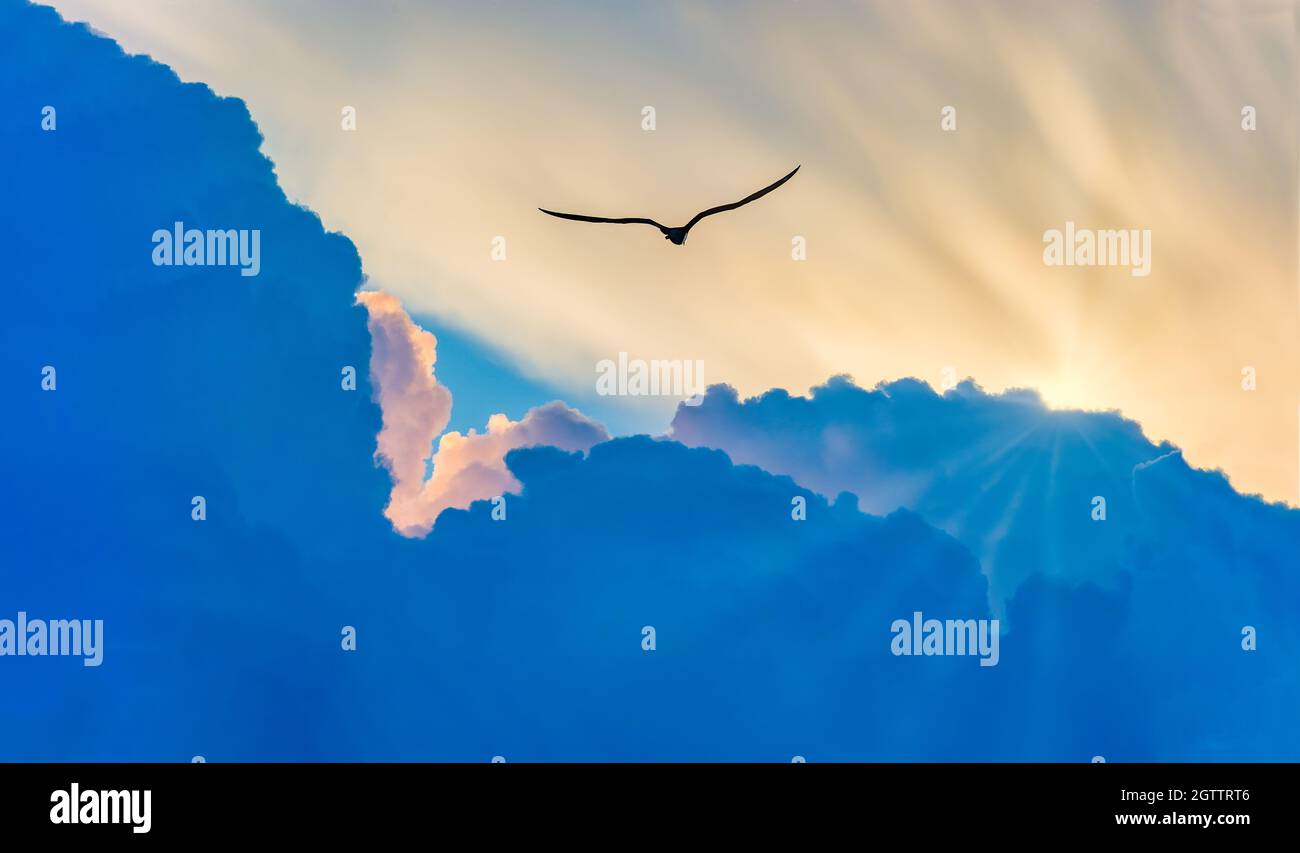 A Single Bird Flying Above the Clouds Towards The Light Of The Divine ...