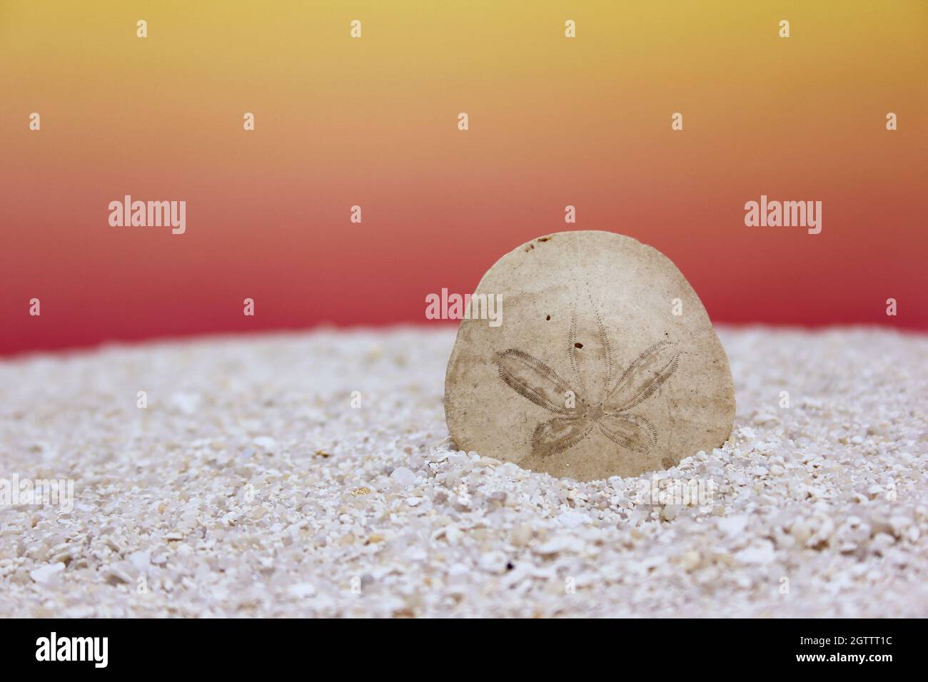 Sand Dollar Seashell on Beach With Sunset Background Stock Photo - Alamy