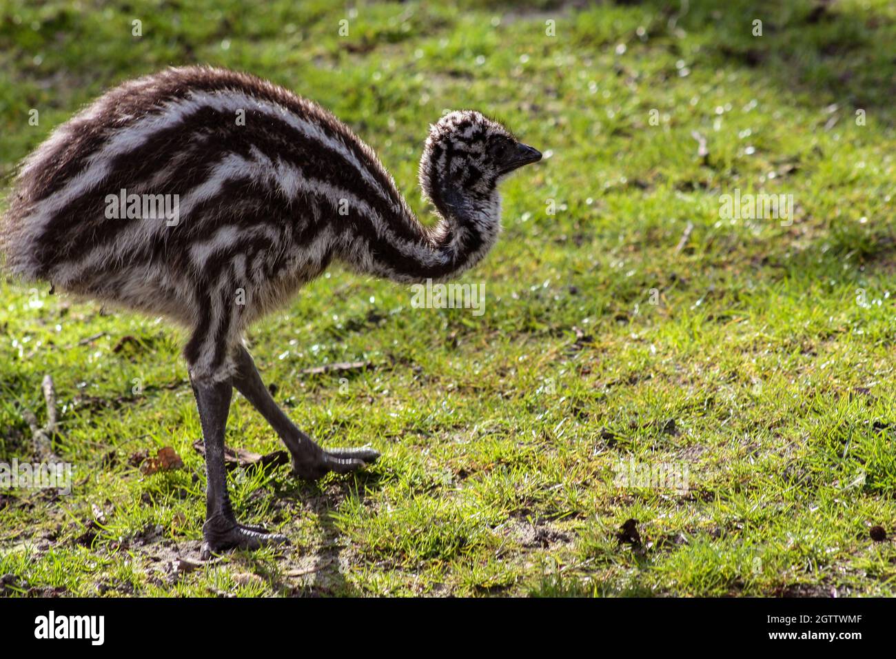 Side view emu in bird hi-res stock photography and images - Alamy