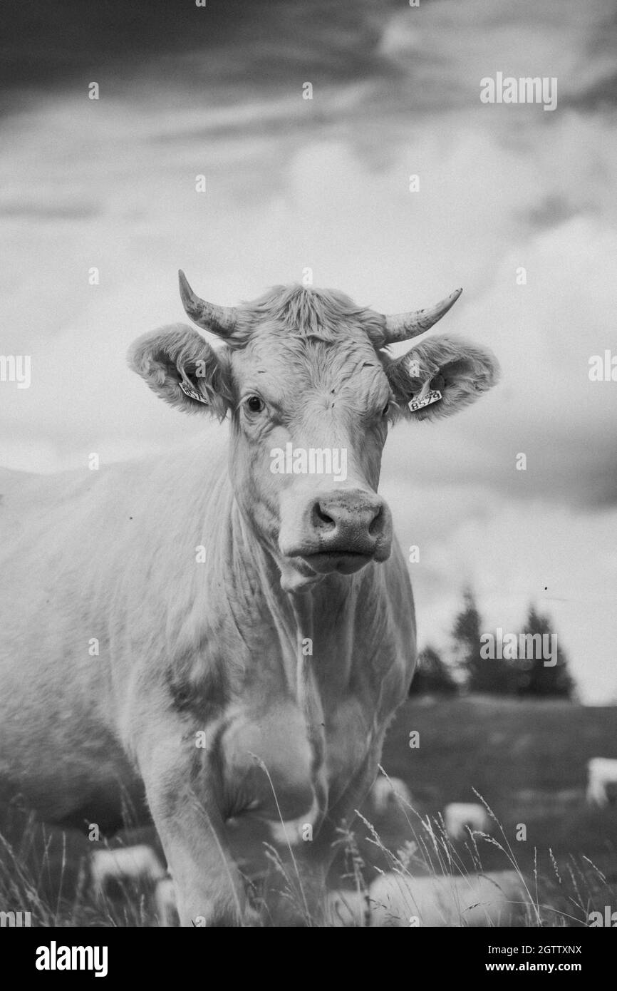Lower pasture barn farm hi-res stock photography and images - Alamy